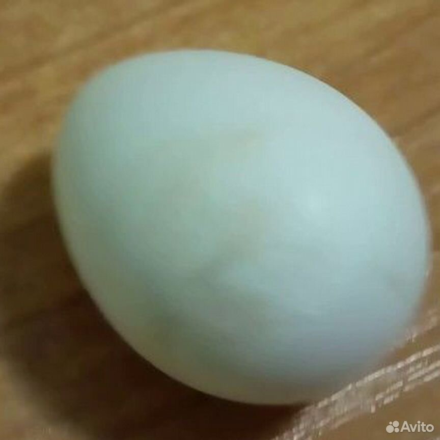 Яйцо попугая Корелла