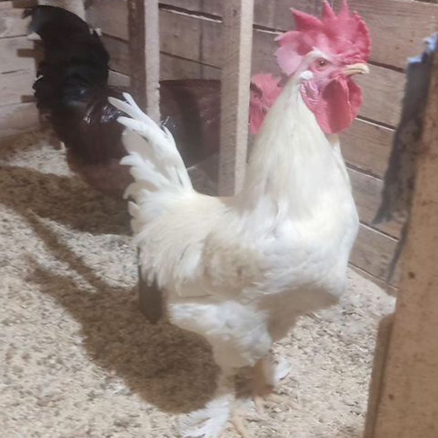 Молодые петухи