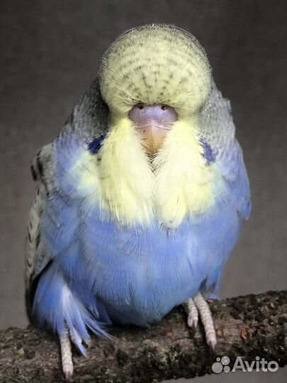 Выставочные птенцы самцы волнистый попугай ввп чех