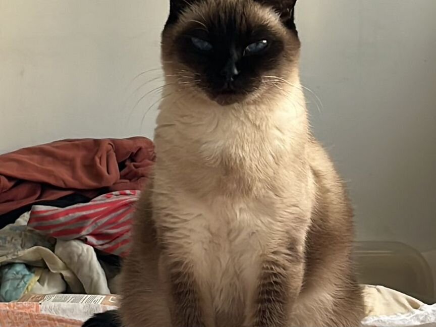 Тайская кошка, взрослая отдам