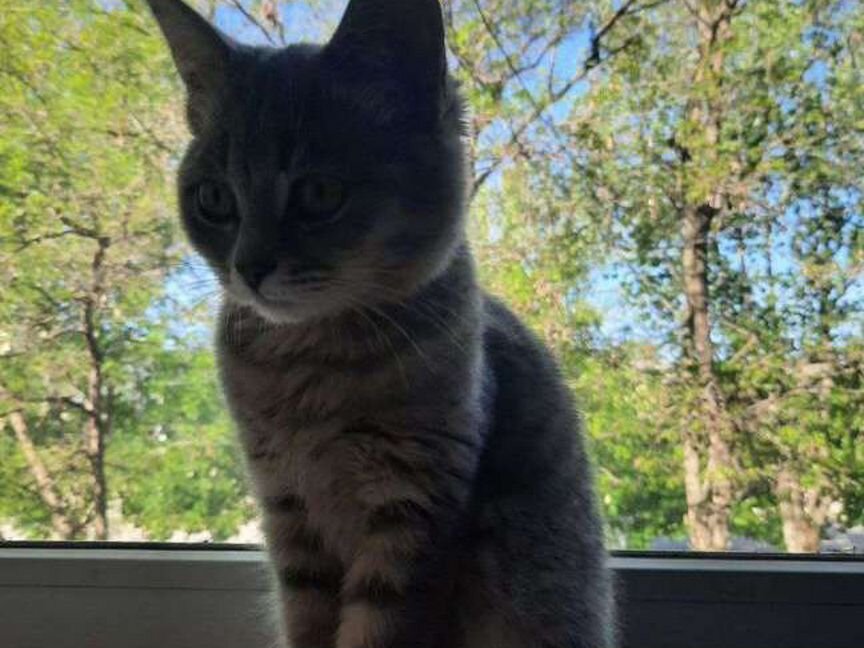 Отдам кошку в добрые руки