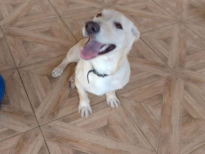 Коротколапый щенок