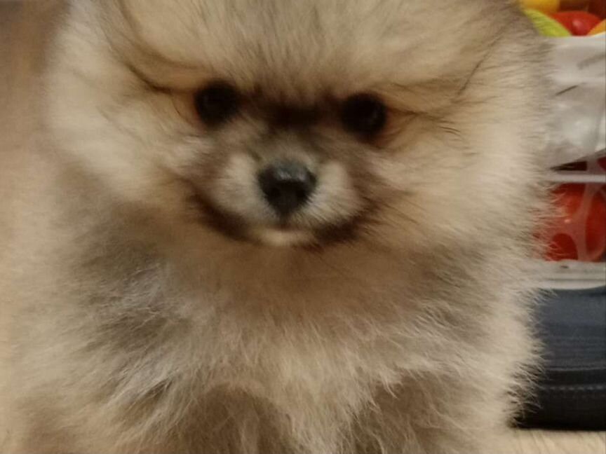 Померанский шпиц медвежьего типа