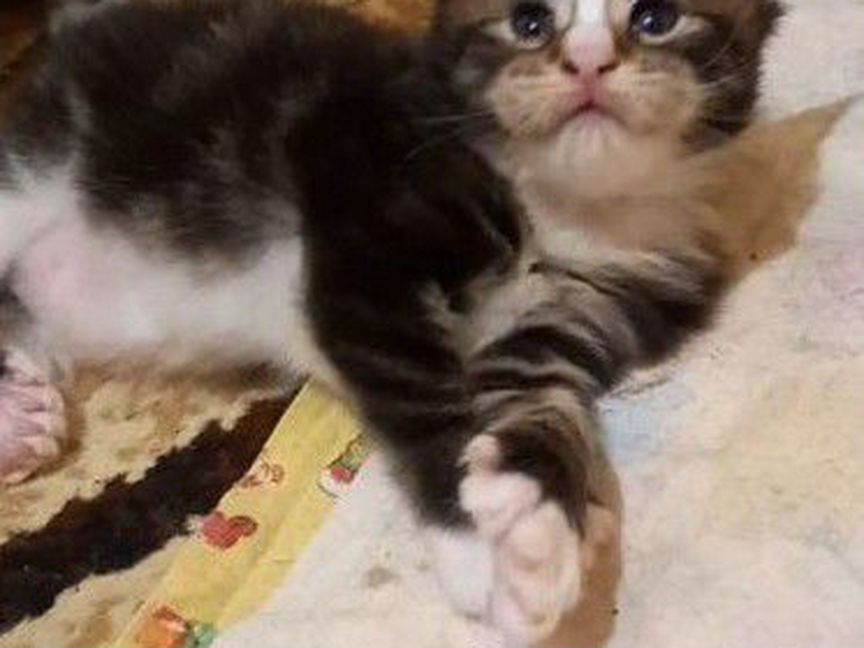 Мейн-кун полидакт