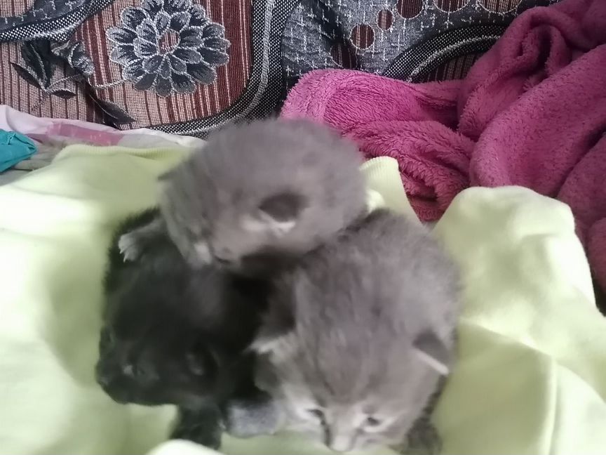 Британские котята