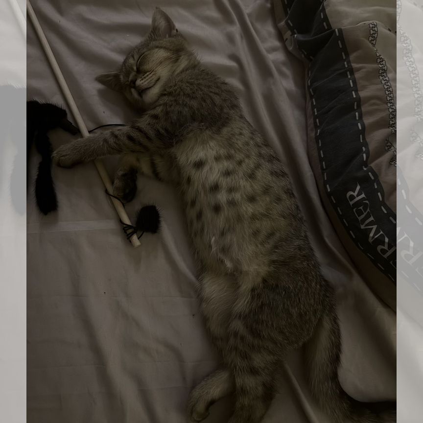 Котёнок от частного владельца