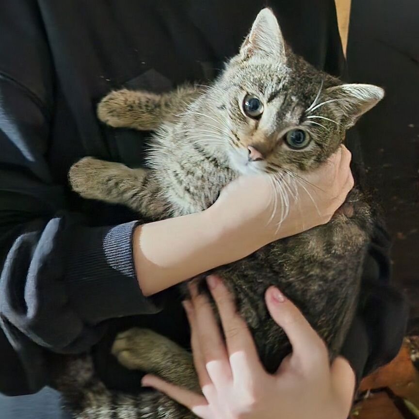 Котёнок в добрые руки