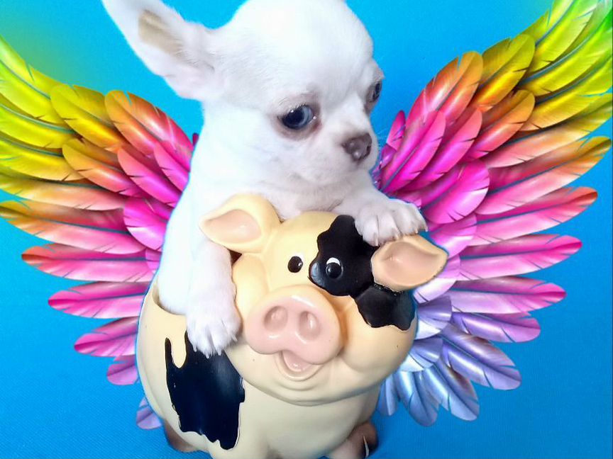 Голубоглазый мальчуган