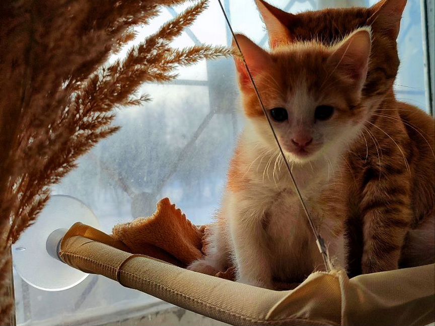 Котенок любвеобильный