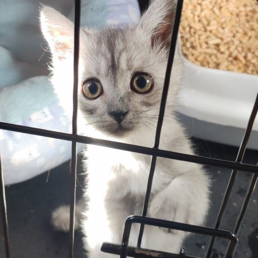 Дымчатый котёнок,мальчик,в добрые руки