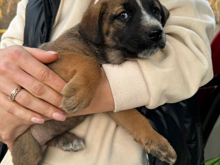 Щенок девочка ищет дом
