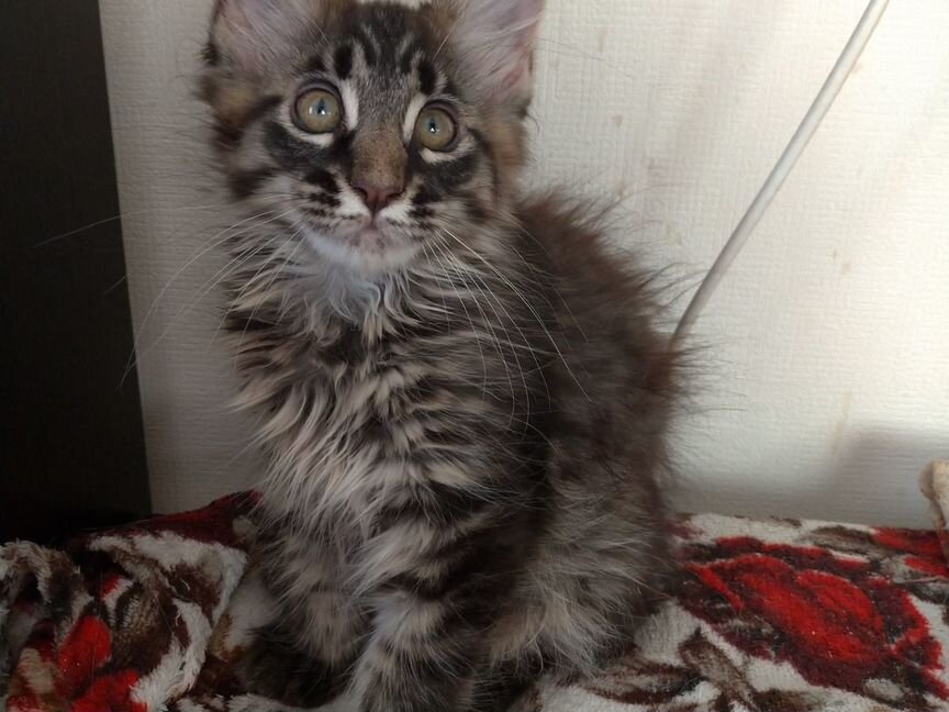 Котенок мейн-кун мальчик