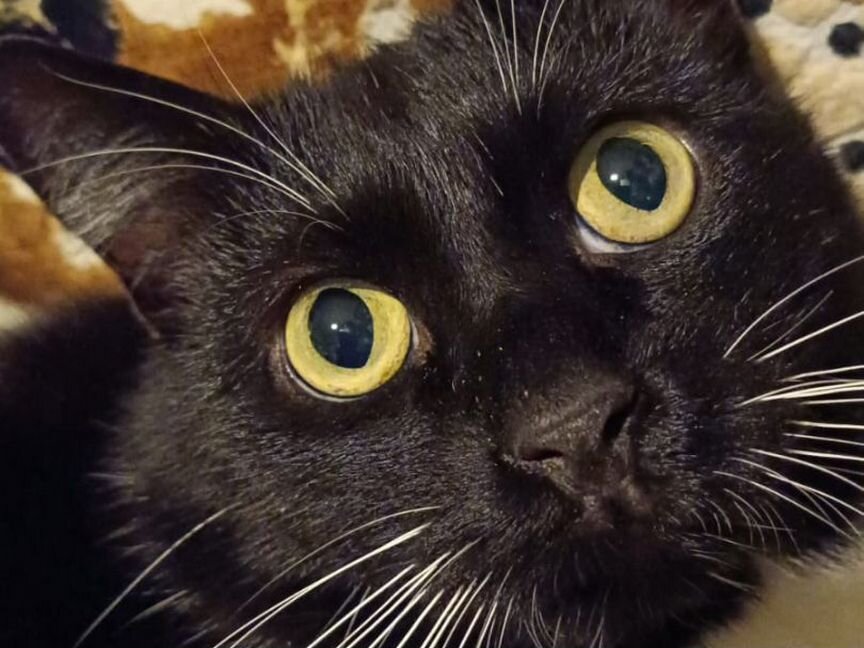 Кот