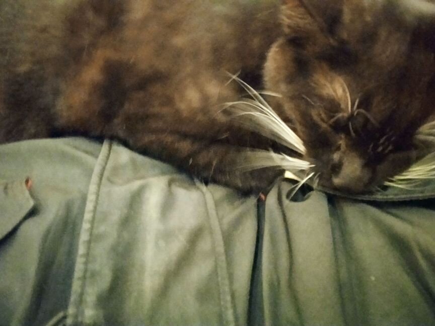 Кот