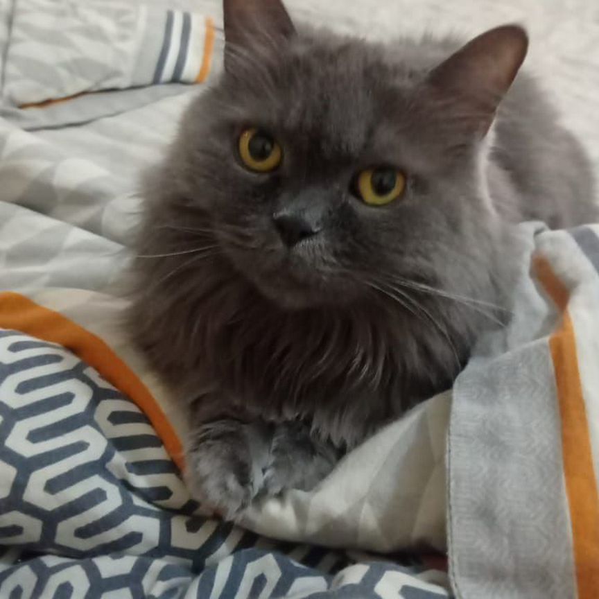 Кошка обычная