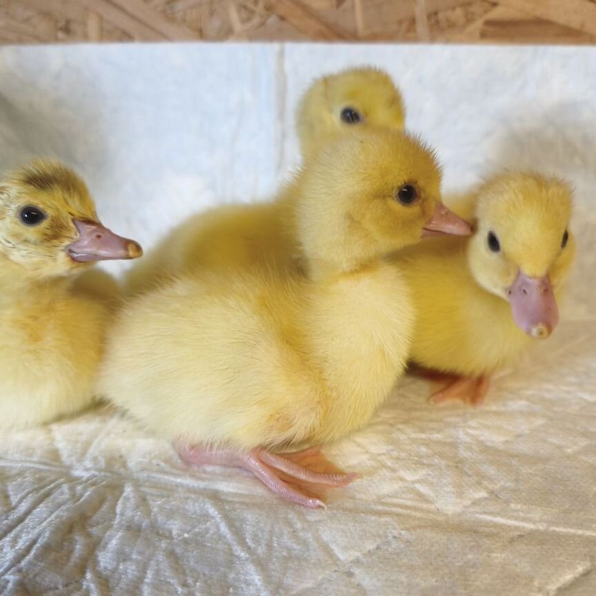 Индоутята тяжелой линии