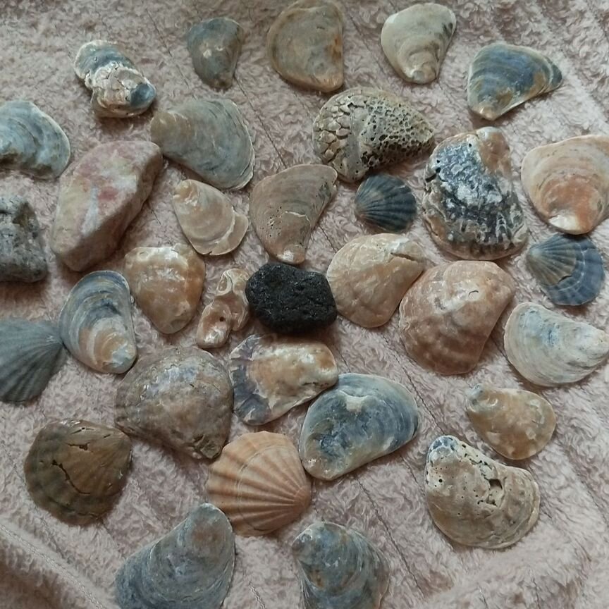 Ракушки и камушки в аквариум или в дом