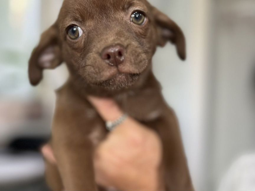 Щенки ксолоитцкуинтли