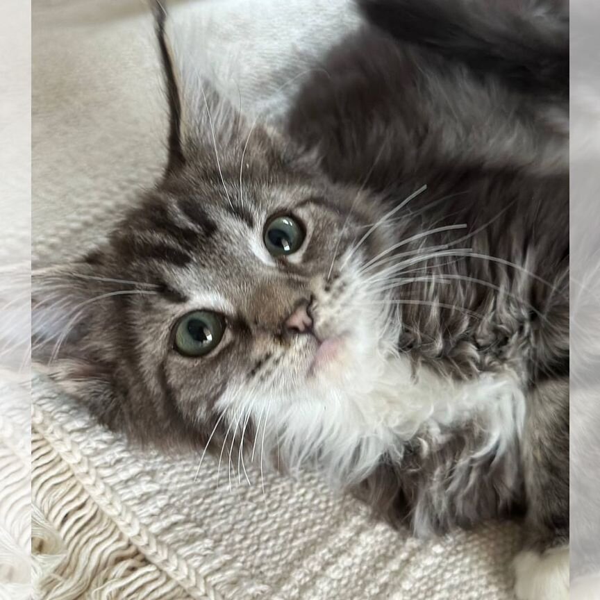 Мейн-кун котёнок