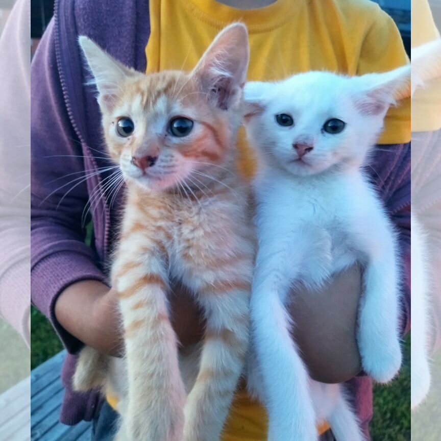 Котята в добрые руки