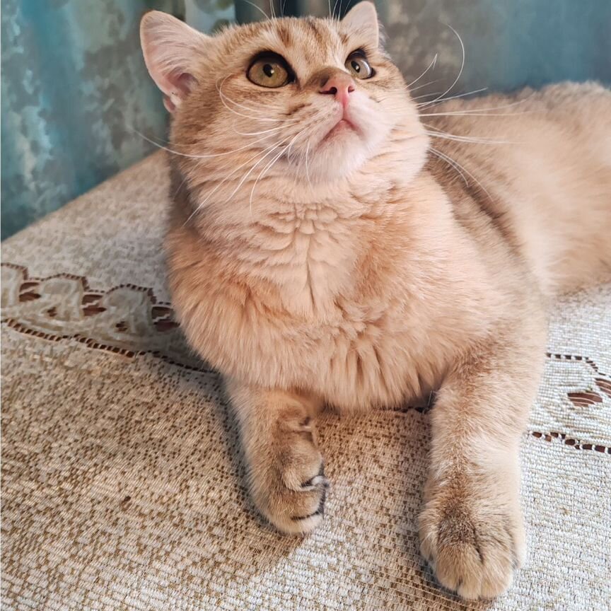 Вязка шикарного британского кота