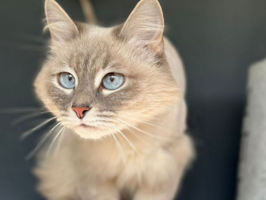 Кошка невская маскарадная
