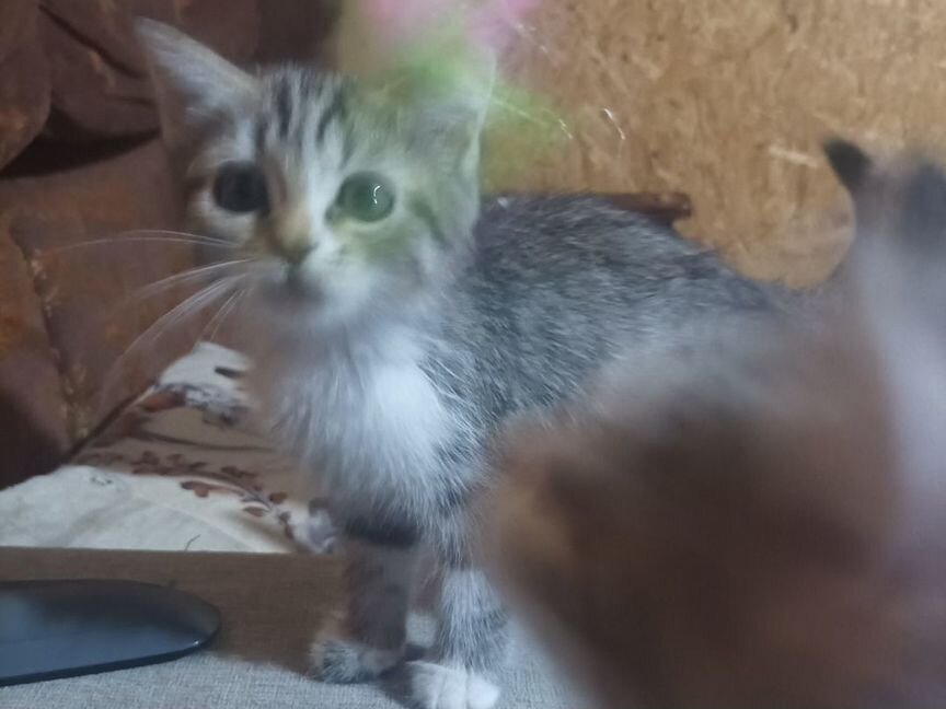 Котята от шотландский родителей