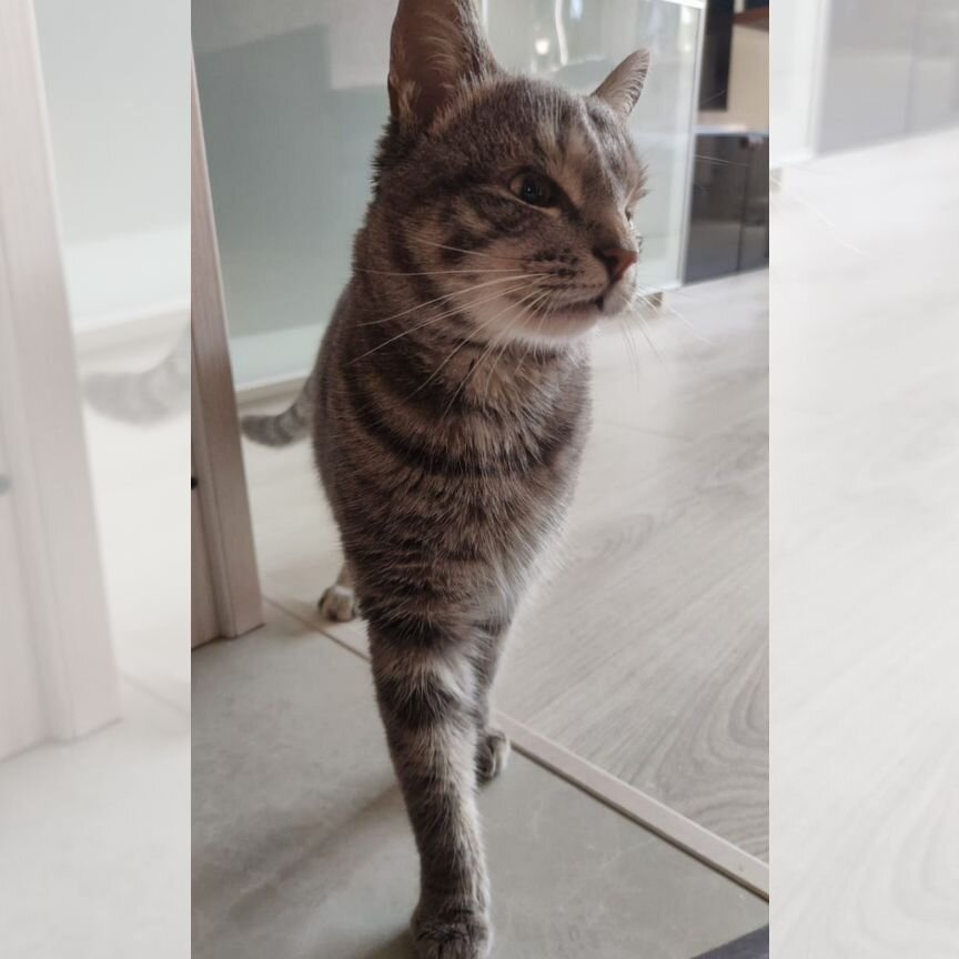 Отдам кота в добрые руки