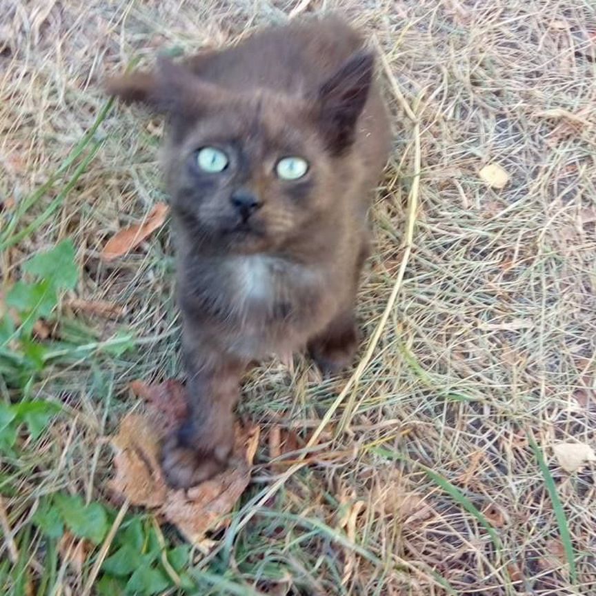 Дети очень просят за котика