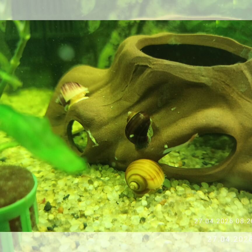 Улитки аквариумные ампулярии