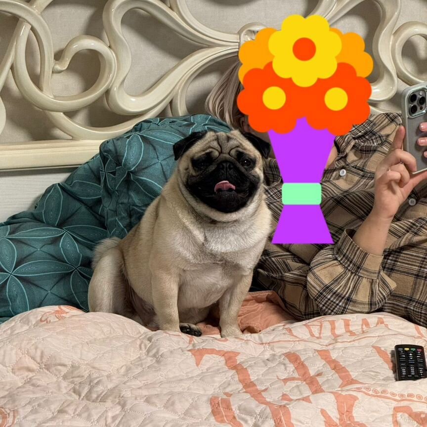 Мопс мальчик 2 года