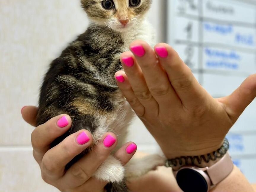 Крошечный котенок в добрые руки