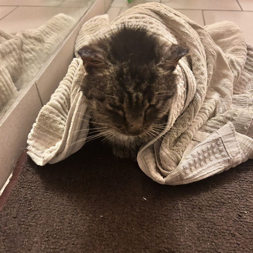 Отдам котика в добрые руки