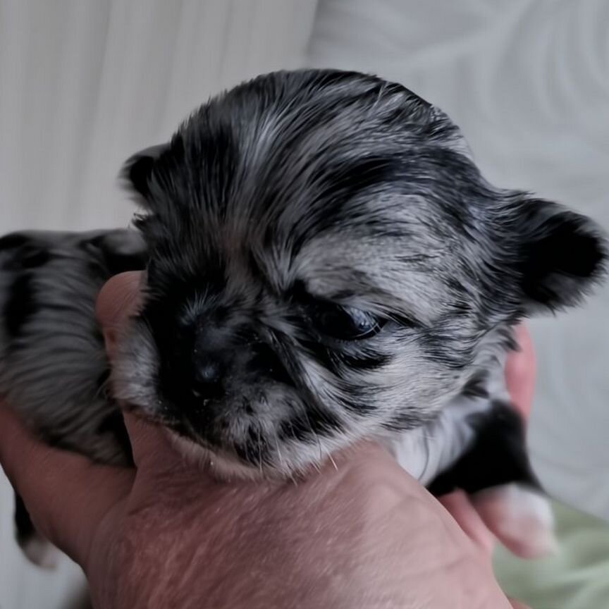 Чихуахуа, щенок