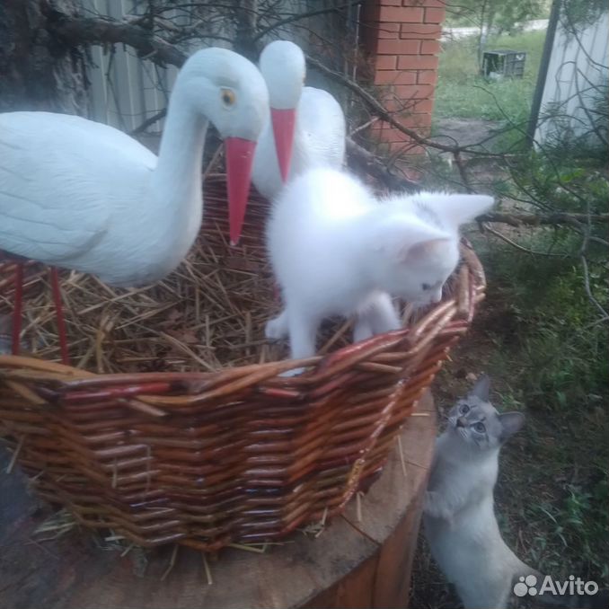Отдам котят породы турецкая ангора