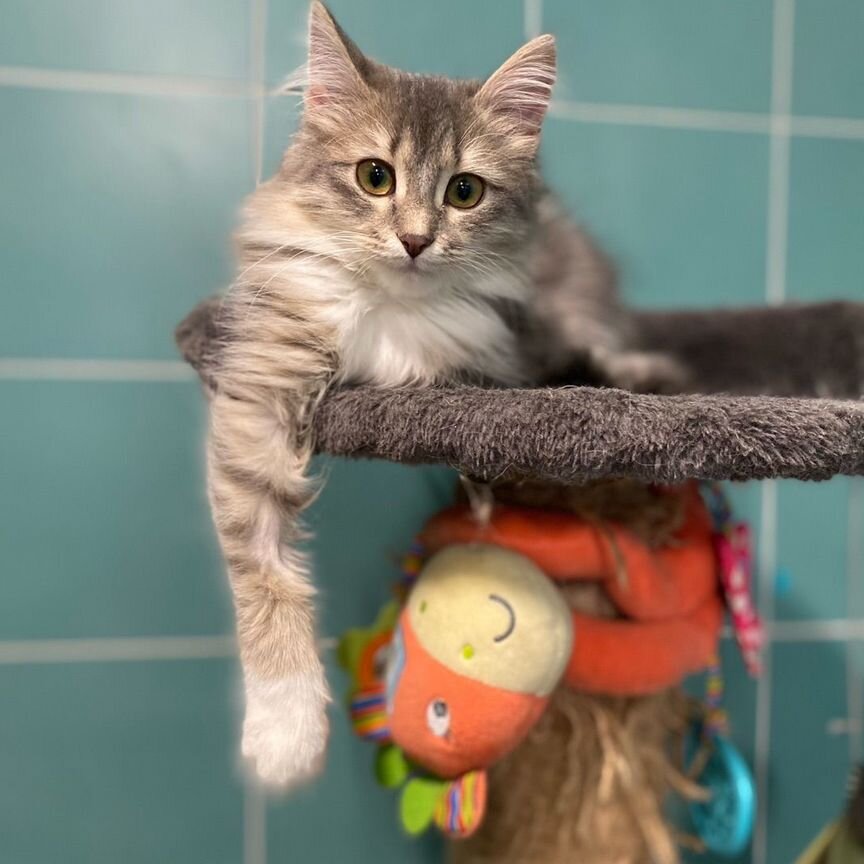 Котёнок в добрые руки