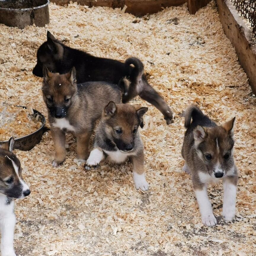 Щенки лайки