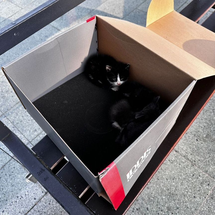 Котята в добрые руки