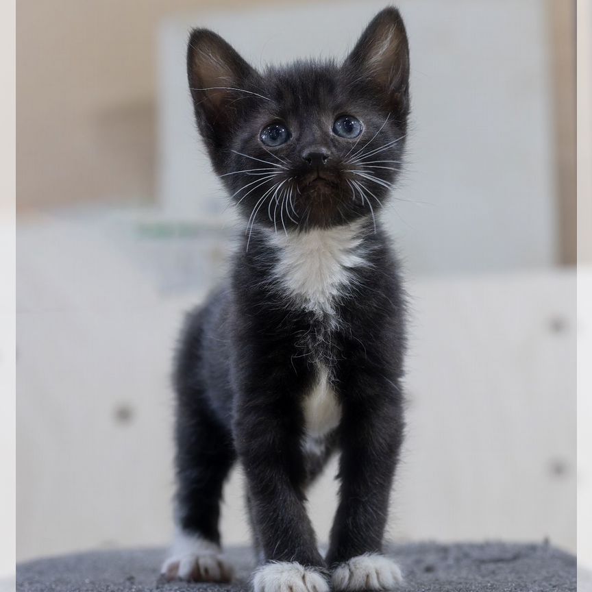 Котёнок в добрые руки