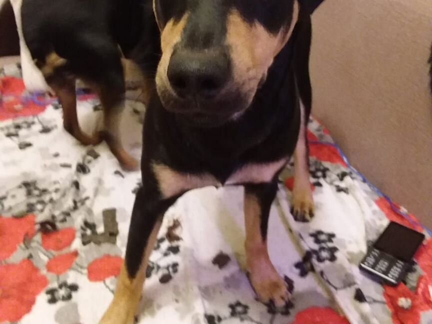 Щенки ягтерьер 5 месяцев