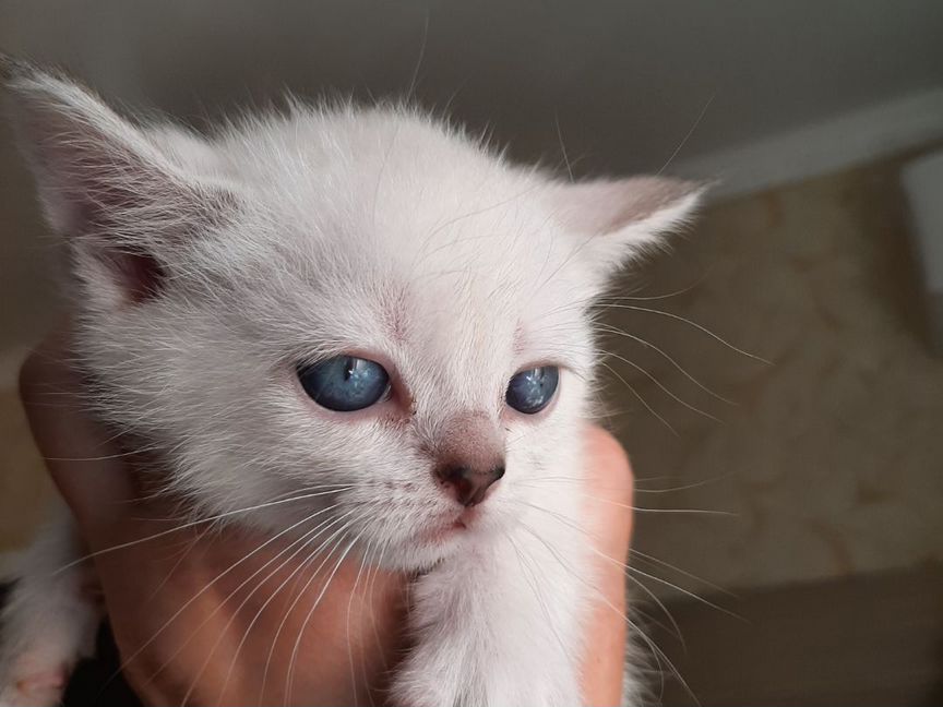 Британская шиншилла