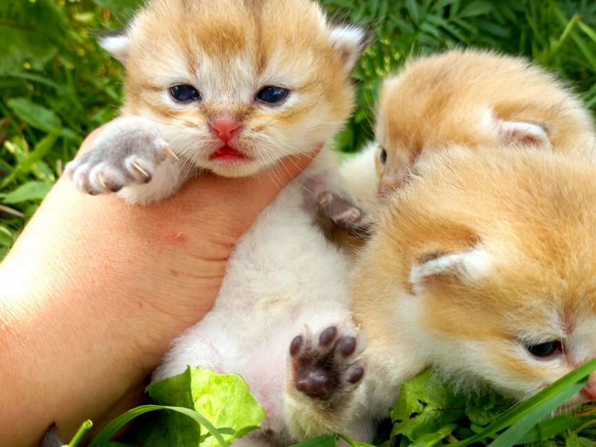 Котята золотая шиншилла