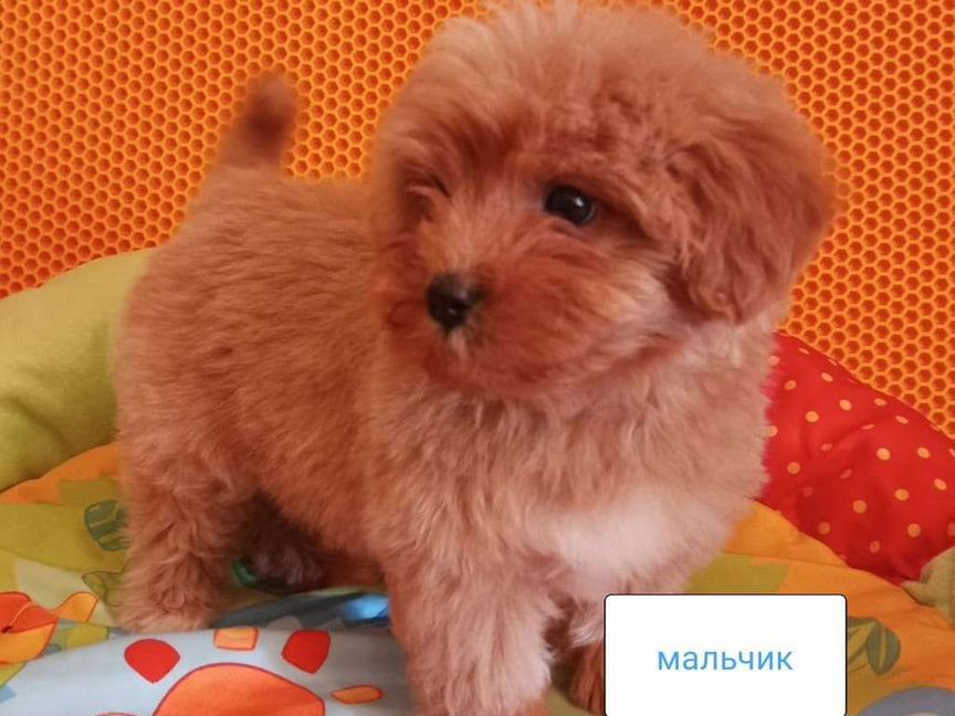 Мультяшки,щенки мальтипу