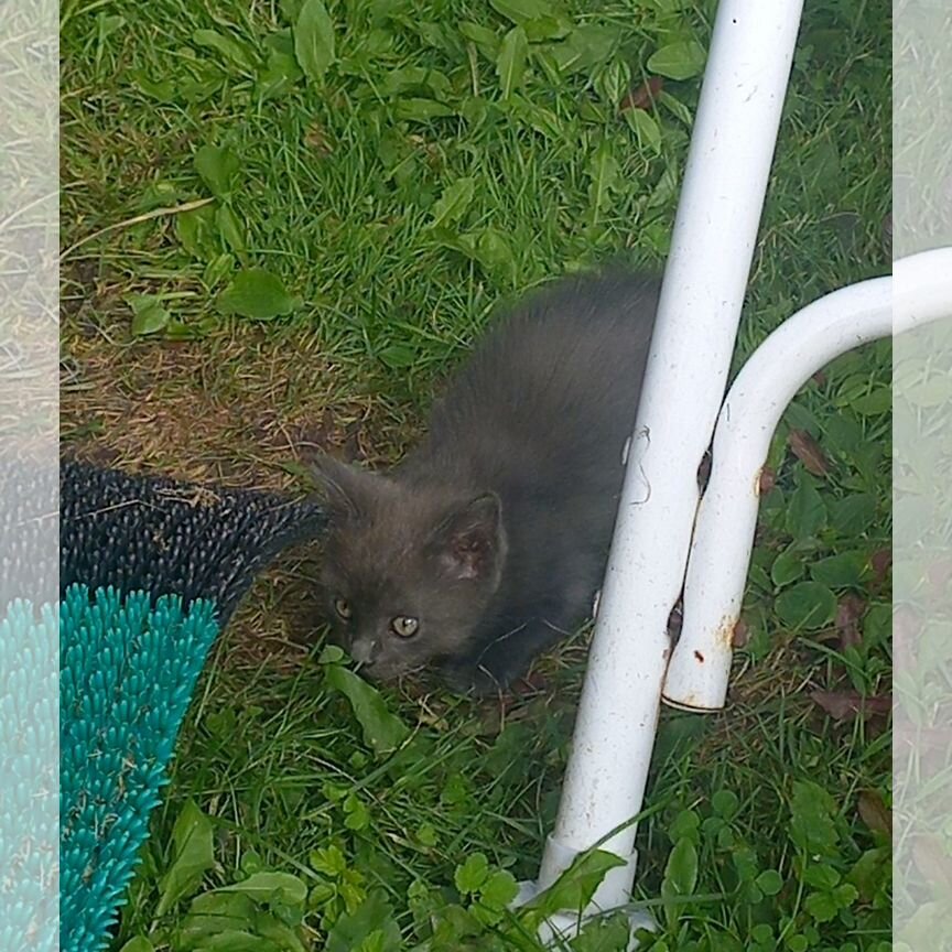 Котята в добрые руки бесплатно