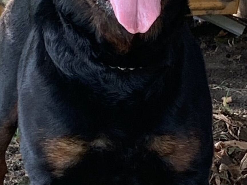 Отдам в добрые руки ротвейлера