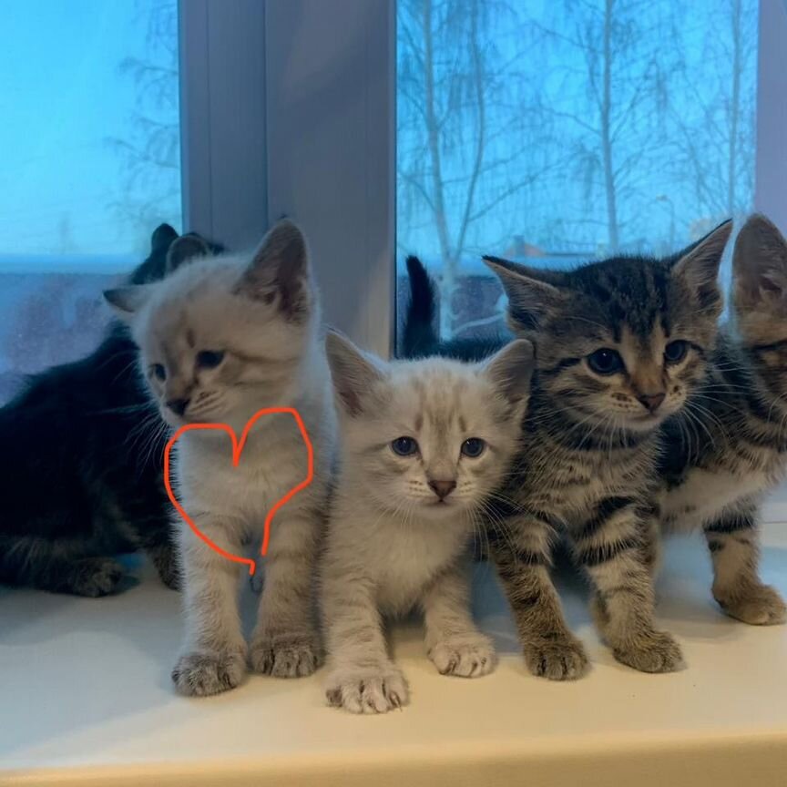 Котята