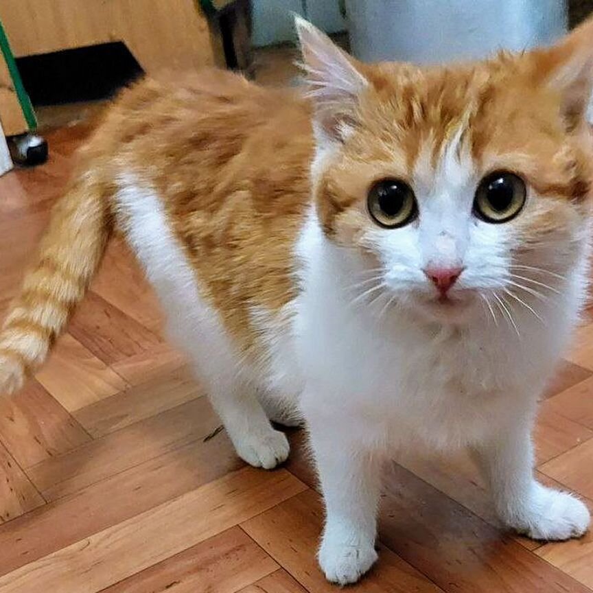 Котёнок в добрые руки