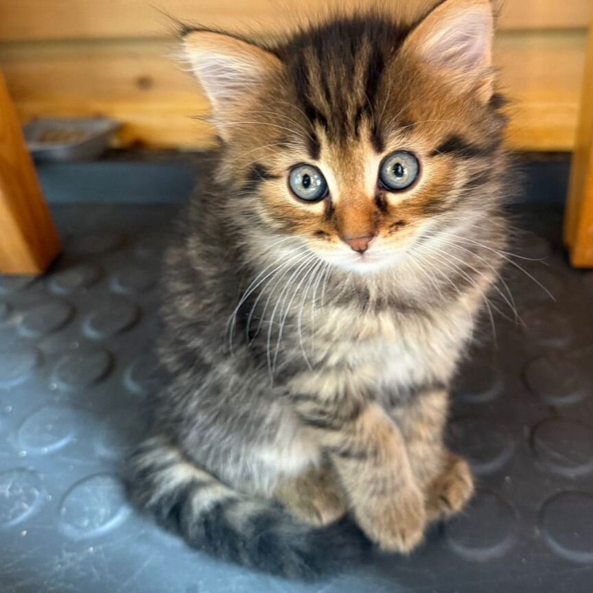 Европейский короткошёрстный котёнок
