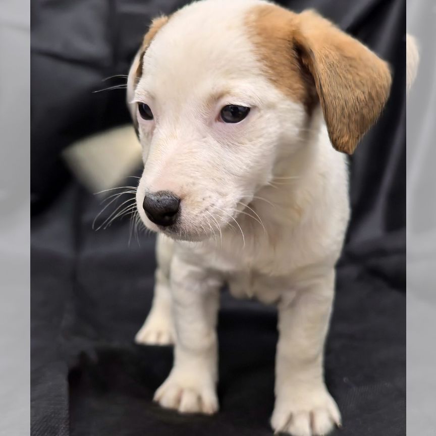 Джек-рассел-терьер, щенок