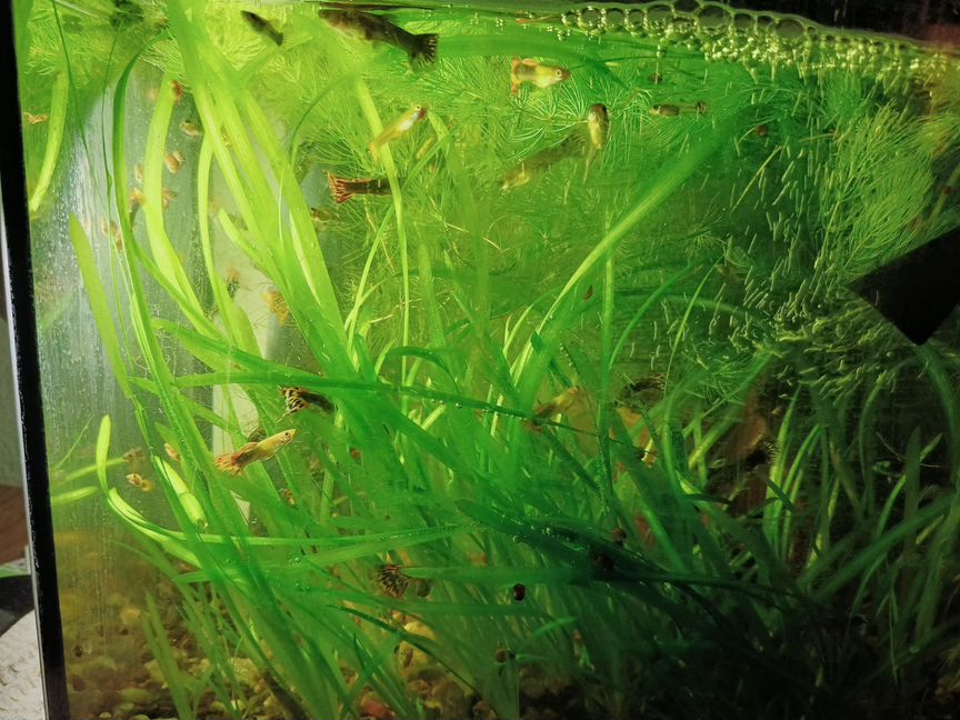 Аквариумное растение